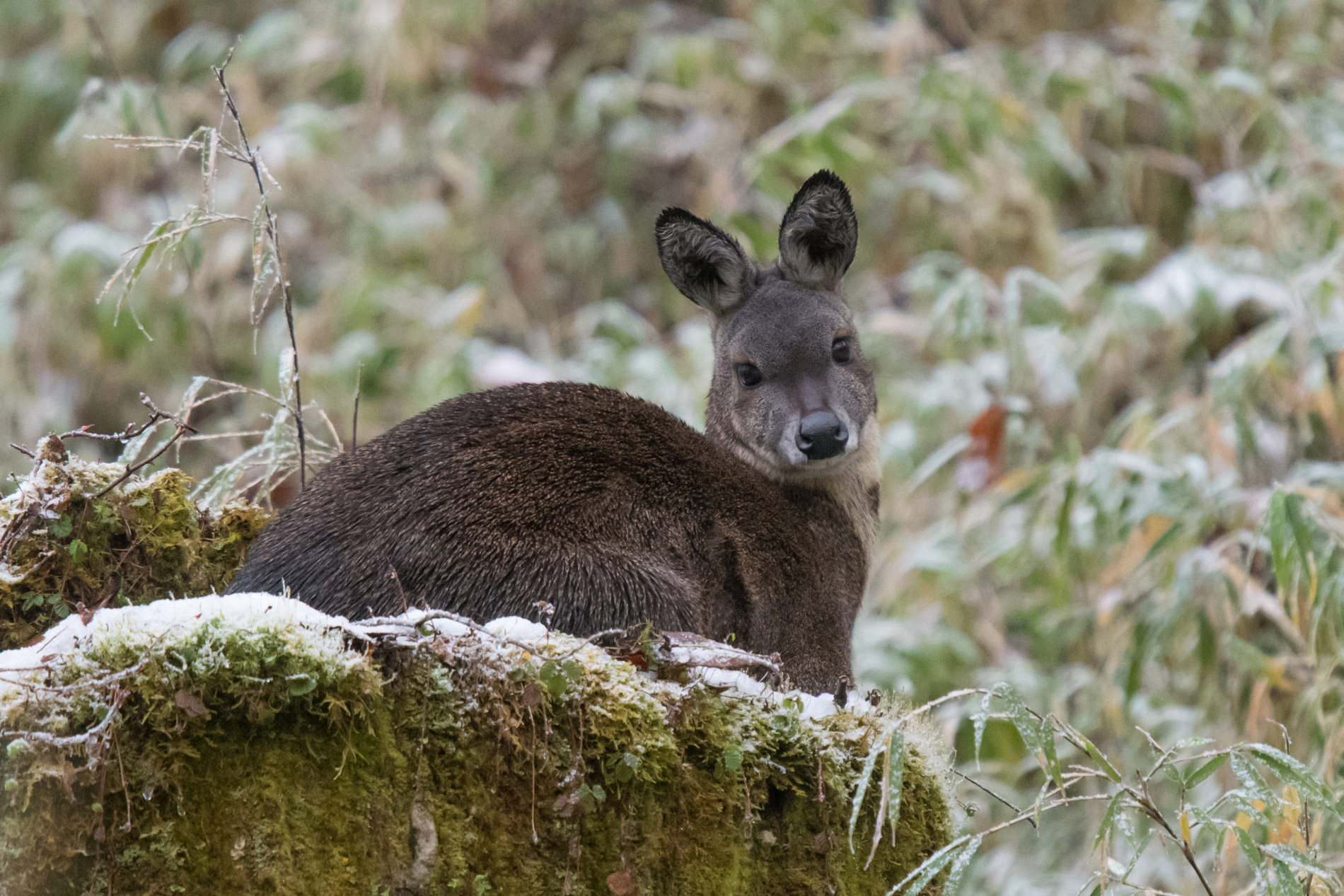 FAQ - Quick Response Fund for Nature
