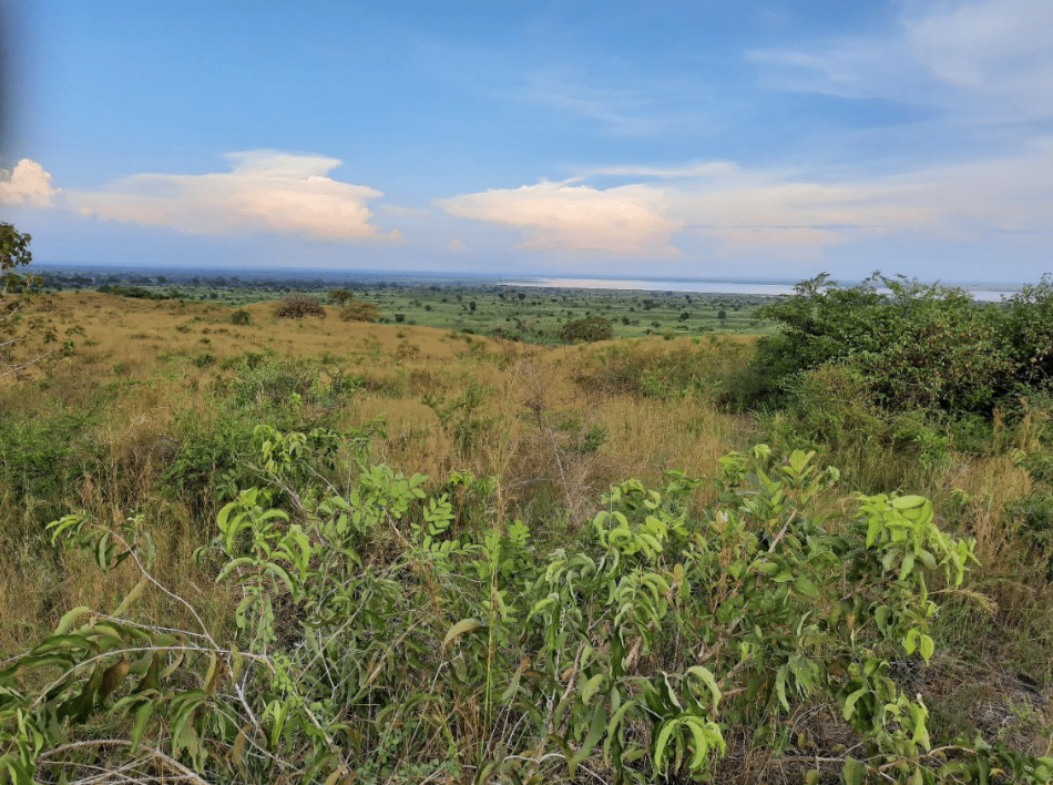 Creating a safe haven for pangolins and vulnerable tree species - Quick ...