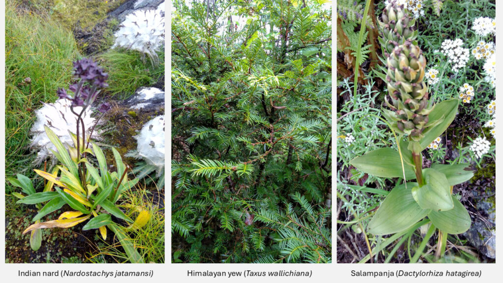 Protecting the Lungba Samba Landscape in Nepal - Quick Response Fund ...